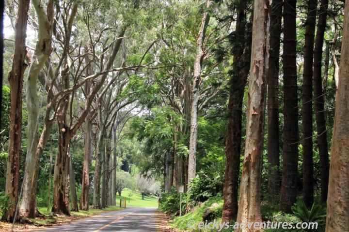 2013 Hawaii: Tantalus Drive - eickys-adventures.com