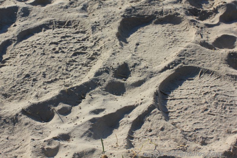 2016 Botswana: Game Walk im Okavango Delta - eickys-adventures.com