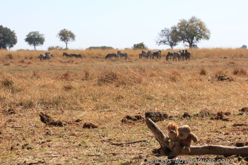 2016 Botswana: Game Walk im Okavango Delta - eickys-adventures.com