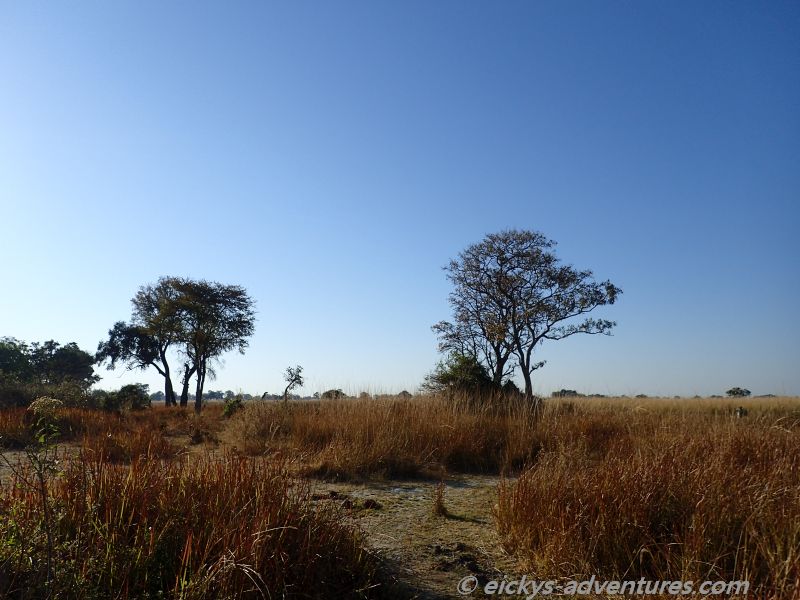 2016 Botswana: Game Walk im Okavango Delta - eickys-adventures.com