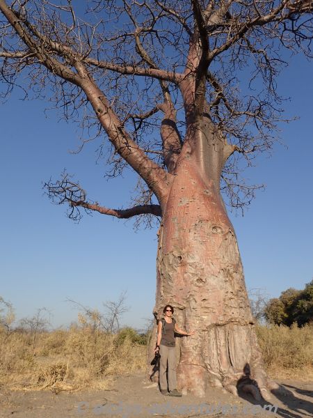 2016 Botswana: Game Walk im Okavango Delta - eickys-adventures.com