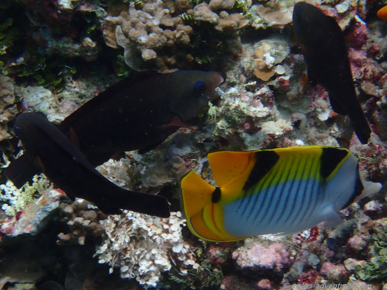 2017 Malediven: Picknickinsel Anbaraa - eickys-adventures.com