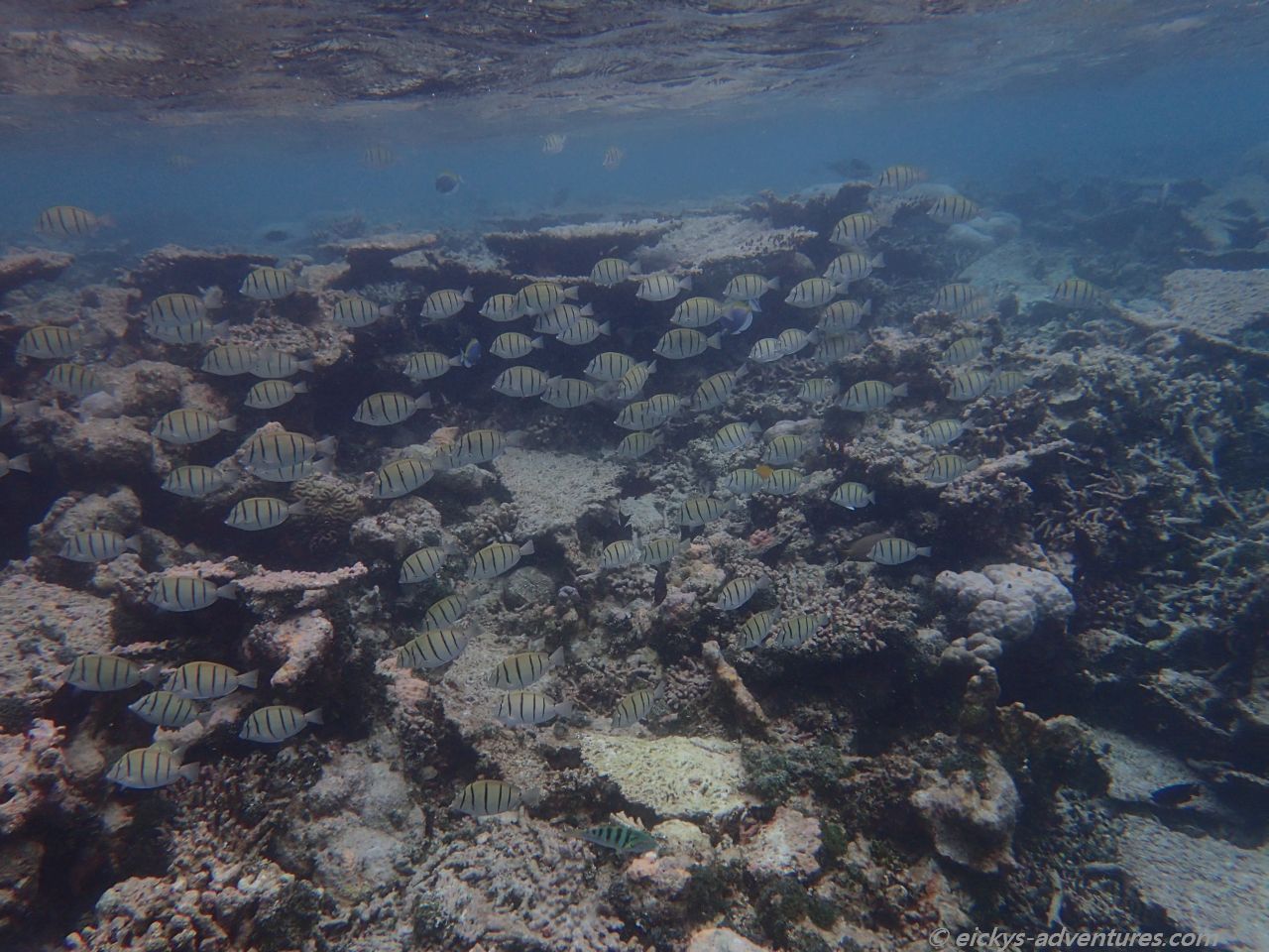 2017 Malediven: Picknickinsel Anbaraa - eickys-adventures.com