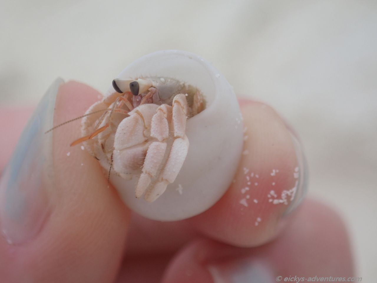 2017 Malediven: Picknickinsel Anbaraa - eickys-adventures.com