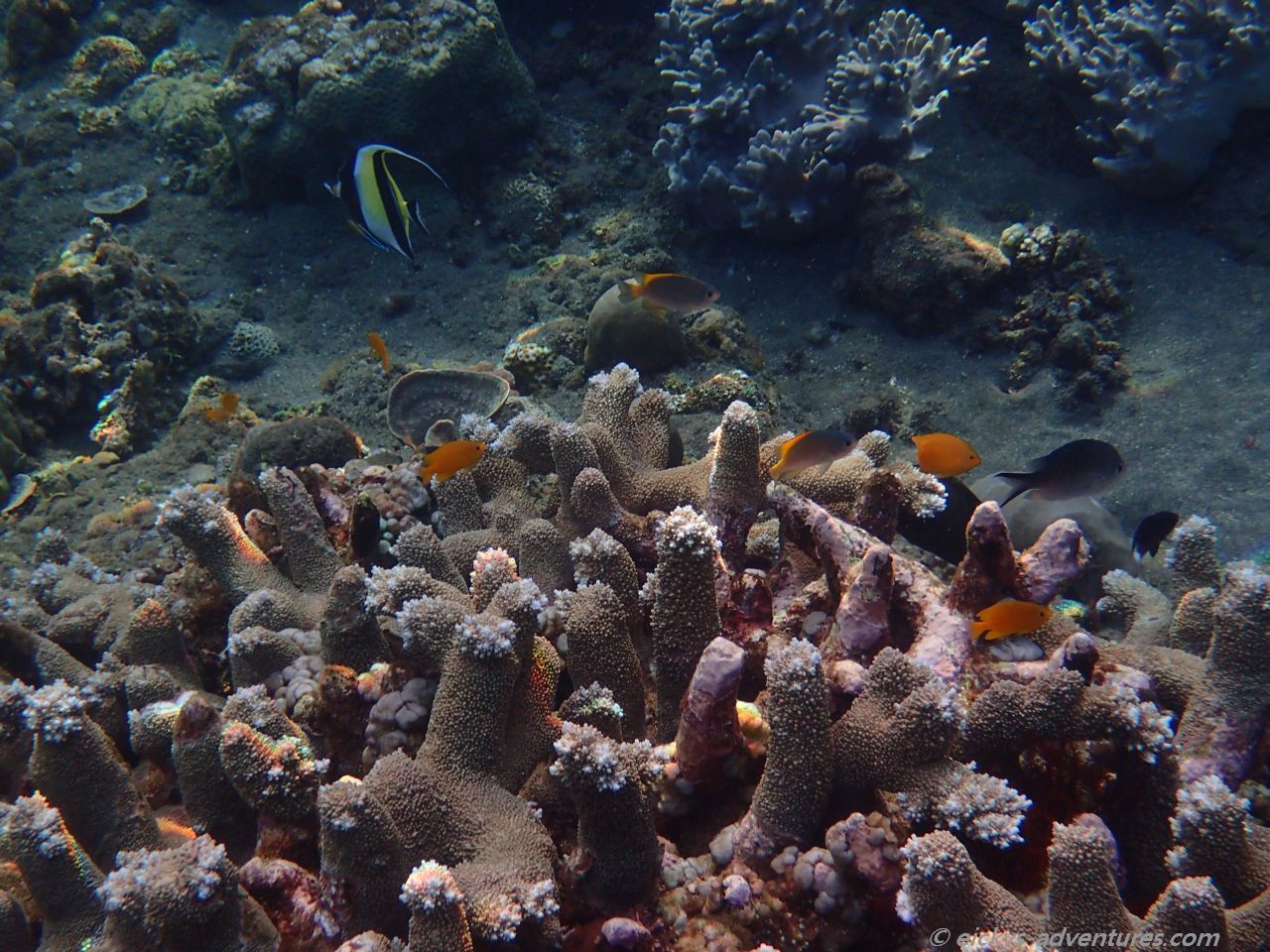 2018 Bali: Schnorcheln am Lipah Beach - eickys-adventures.com