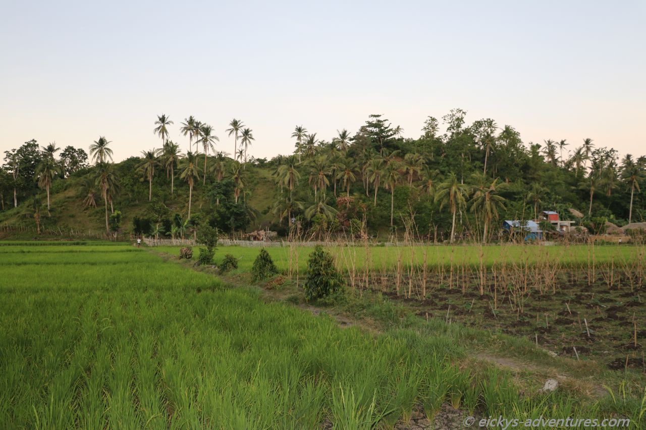 2020 Philippinen: Firefly Tour in Donsol - eickys-adventures.com